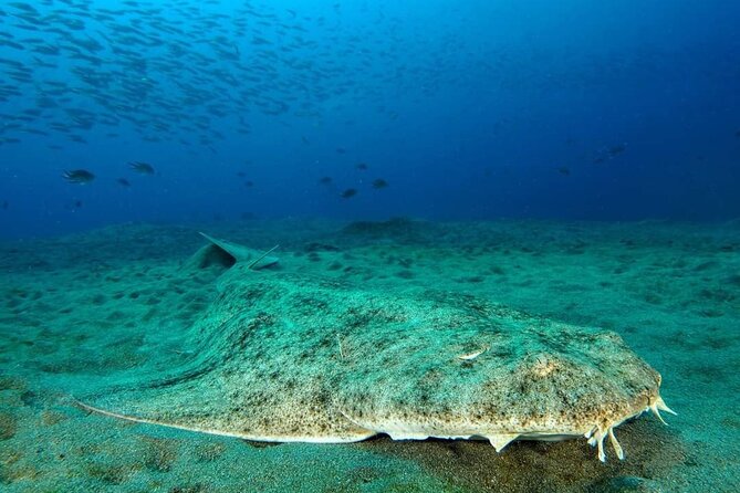 Make a Private Try Dive, for Your First Scuba Experience! - Hear From Our Satisfied Divers