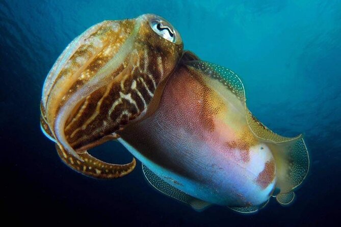 Make a Private Try Dive, for Your First Scuba Experience! - Since You Asked