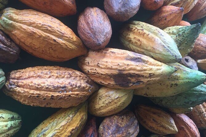 Make your own Bean to Bar Chocolate Factory Tour - In The Sum Up