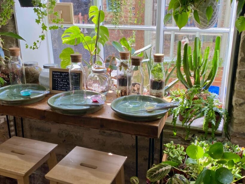 Make Your Own Terrarium in a houseplant paradise - An In-Depth Look at the Experience