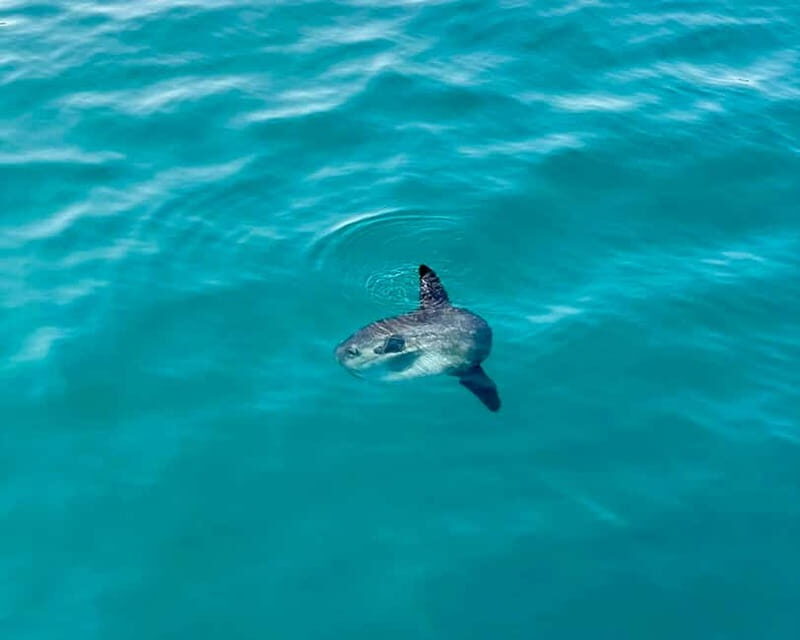 Málaga: Boat Tour w/ Snorkeling, Water Activities, and Lunch - Key Points