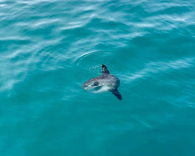 Málaga: Boat Tour w/ Snorkeling, Water Activities, and Lunch - Analyzing the Value