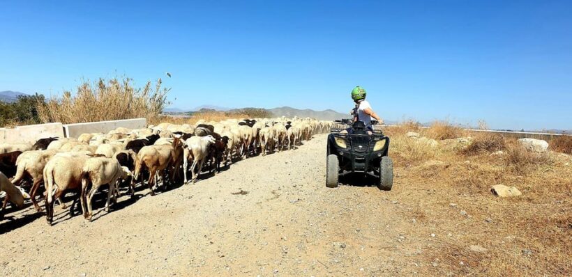 Málaga: Tour Off-Road 1-Hour Solo All-Terrain Quad Adventure - Authentic Experiences and Real Traveler Feedback