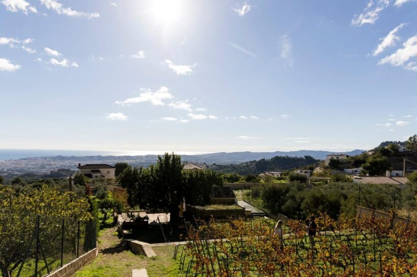 Malaga: Vineyard and Cellar Visit with 6 Top Wines and tapas - Overall Impressions from Travelers