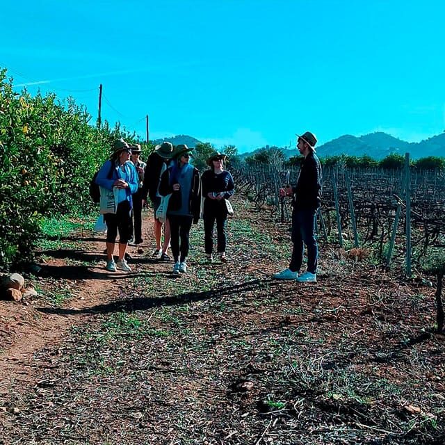 Malaga: White Village, Vineyard, and Wine Tasting Wine Tour - A closer look at the Malaga White Village, Vineyard, and Wine Tour