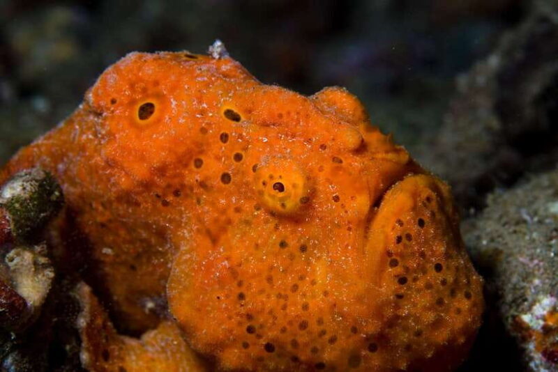 Malapascua: Advance Divers Shark Dive & Optional Transfer - The Practical Side: Logistics and Tips