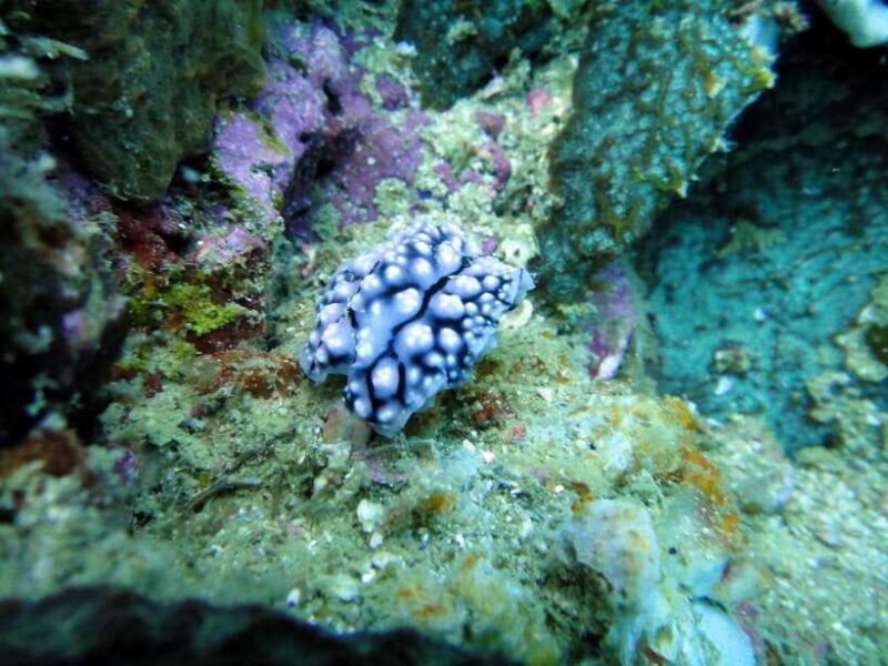 Malapascua: Advance Divers Shark Dive & Optional Transfer - Authentic Marine Encounters and Real Feedback