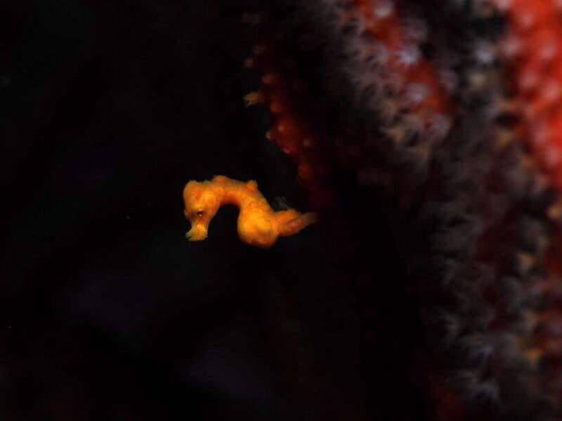 Malapascua: Advance Divers Shark Dive & Optional Transfer - Final Thoughts