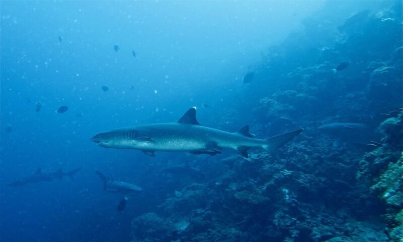 Malapascua: Advance Divers Shark Dive & Optional Transfer - FAQ