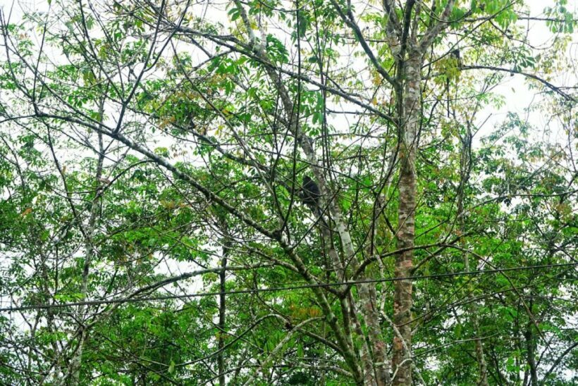 Malaysia: Gunung Panti Forest Reserve Guided Nature Tour - An In-Depth Look at the Gunung Panti Forest Reserve Tour