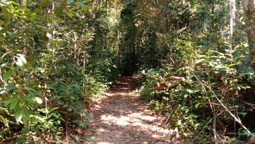 Malaysia: Gunung Panti Forest Reserve Guided Nature Tour - Final Thoughts
