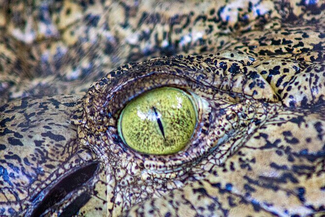 Malcolm Douglas Crocodile Park Tour Including Transportation - The Value of This Experience