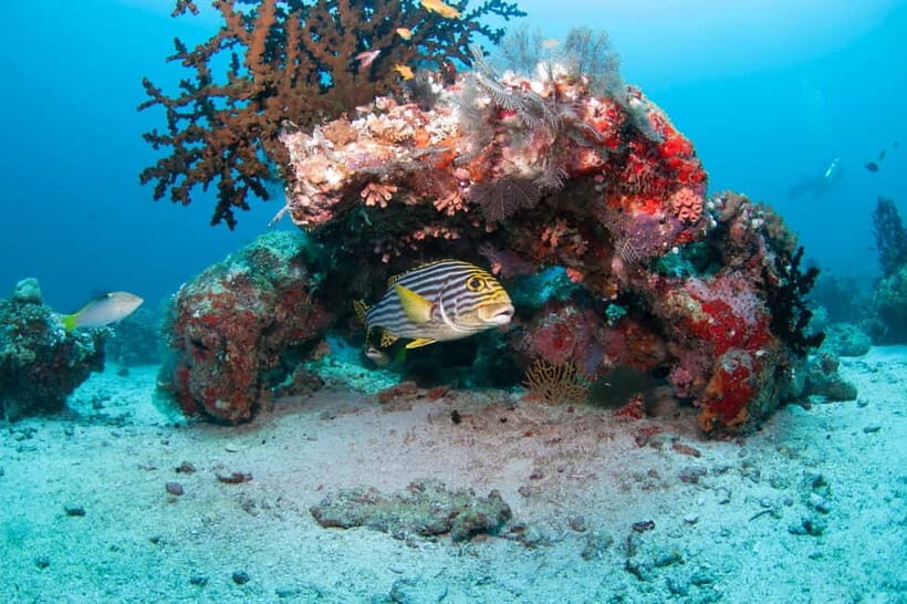 Maldives: Discover Scuba Diving - Key Points