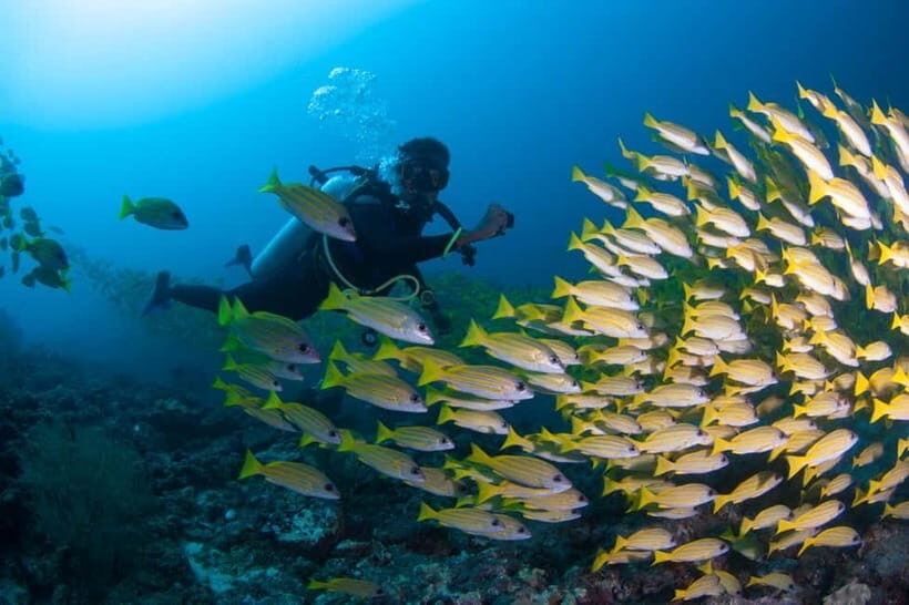 Maldives: Discover Scuba Diving - The Dive Site & Marine Environment