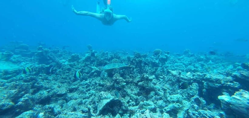 Malé: Two-Point Snorkelling Adventure - Overview of the Snorkelling Adventure