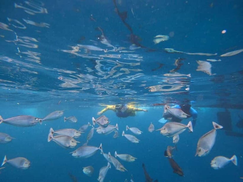 Malé: Two-Point Snorkelling Adventure - Detailing Each Snorkelling Site