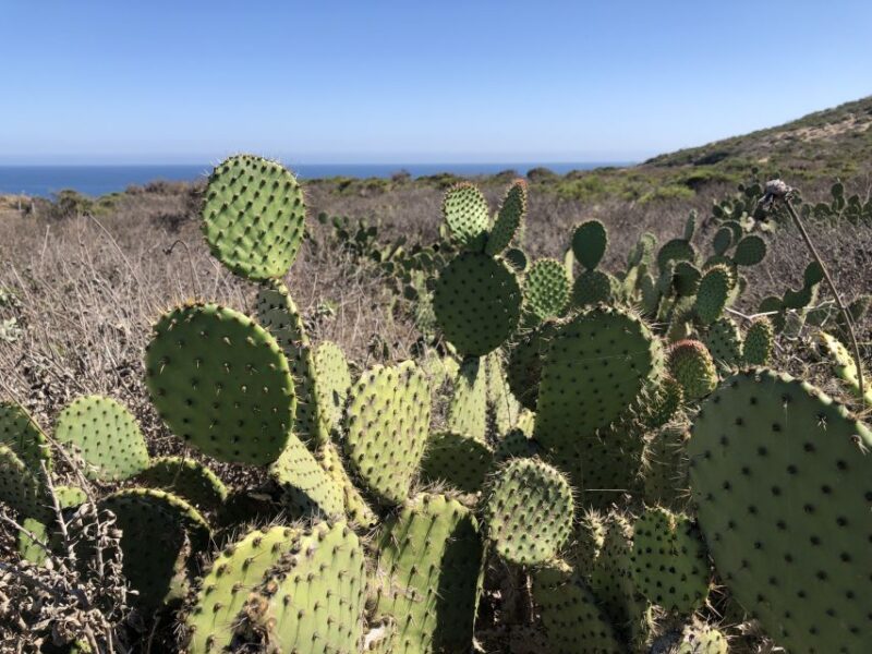 Malibu Beach: Surf Tour in a Vintage VW Van - Lunch and Refreshments