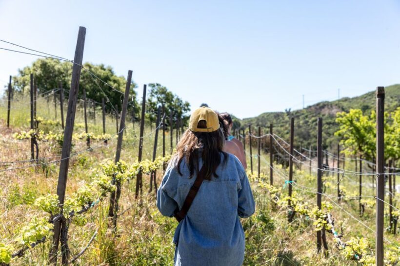 Malibu: Guided Vineyard Hike with Photo Stops and Wine - An In-Depth Look at the Malibu Vineyard Hike Experience