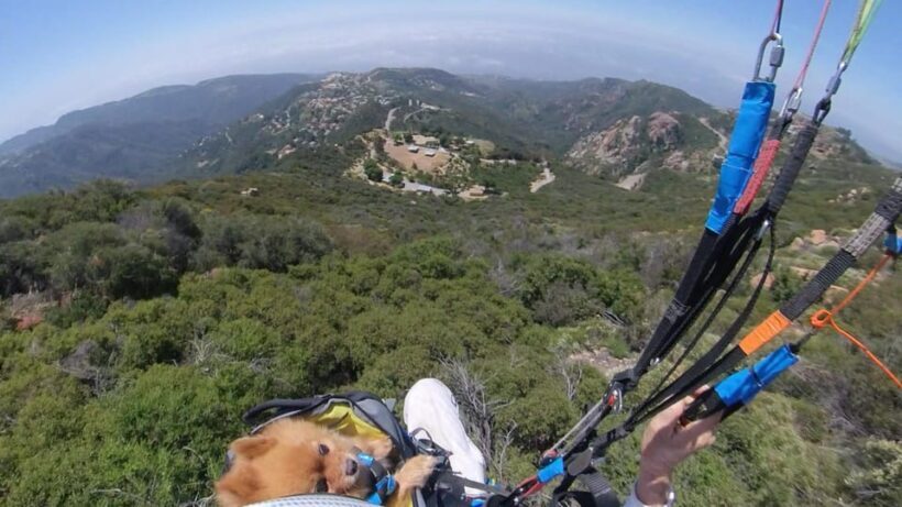 Malibu Hills to Beach: Tandem Paragliding Flight Adventure - Practical Details & Considerations