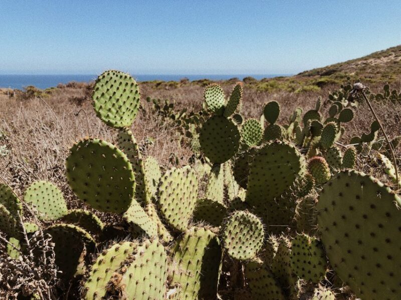 Malibu: Vintage VW Sightseeing Tour and Wine Tasting - The Reviews Speak Volumes