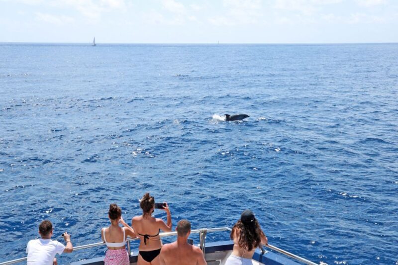 Mallorca: 2-Hour Dolphin Watching Cruise & Glass-Bottom Boat - Authentic Experiences from Real Travelers