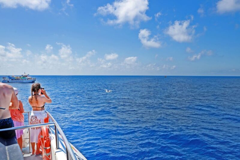 Mallorca: 2-Hour Dolphin Watching Cruise & Glass-Bottom Boat - Who Will Love This?