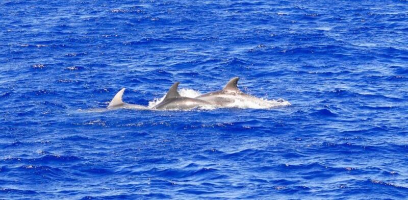 Mallorca: 3-Hour Afternoon Dolphin Watching Boat Tour - Key Points