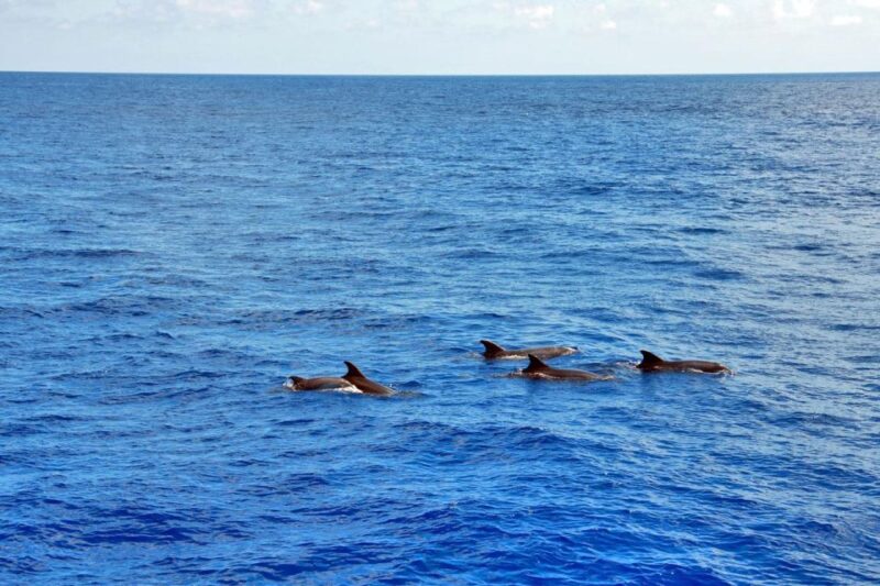 Mallorca: 3-Hour Afternoon Dolphin Watching Boat Tour - What to Expect at Each Part of the Tour
