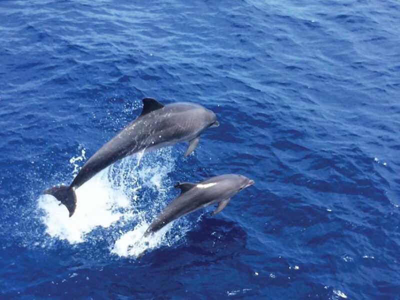 Mallorca: 3-Hour Afternoon Dolphin Watching Boat Tour - Practical Details and Considerations