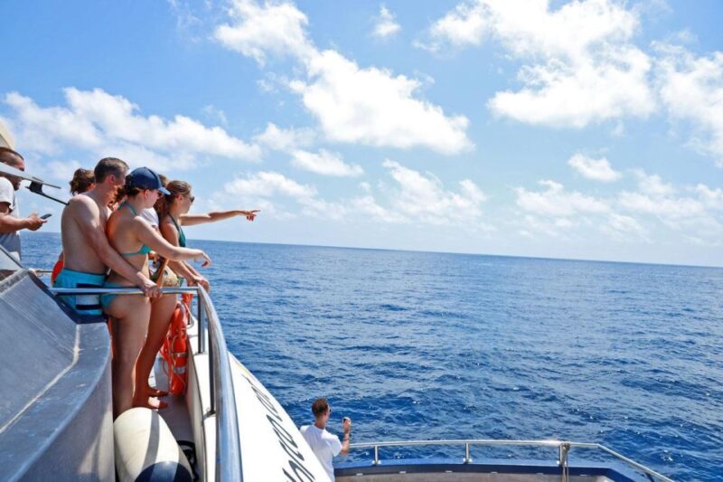 Mallorca: 3-Hour Afternoon Dolphin Watching Boat Tour - Reviews: Real Perspectives from Travelers