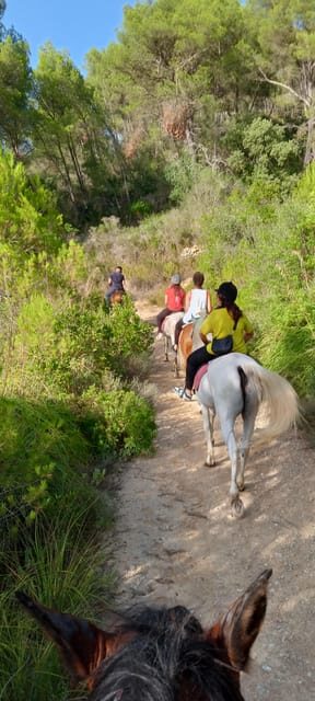 Mallorca: Activity, Antique Mallorca with Picnic - Analyzing Value and What Sets It Apart