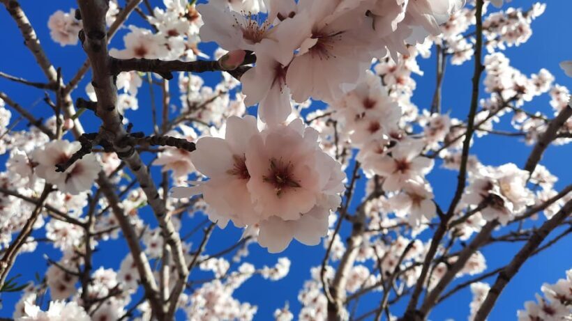 Mallorca: Almond Blossom Minivan Tour with tasting - GERMAN - Key Points