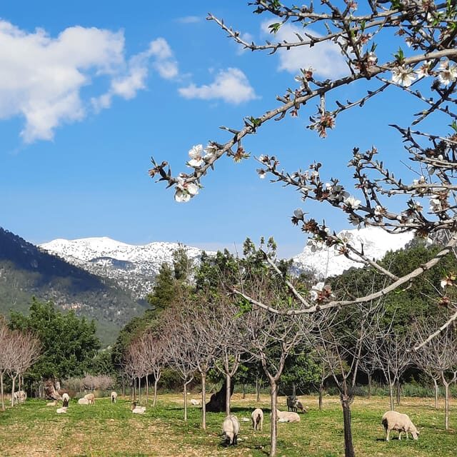 Mallorca: Almond Blossom Minivan Tour with tasting - GERMAN - An In-Depth Look at the Mallorca Almond Blossom Tour