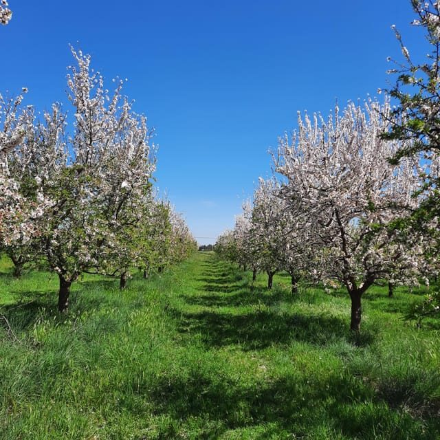 Mallorca: Almond Blossom Minivan Tour with tasting - GERMAN - Authentic Experiences: What We Loved