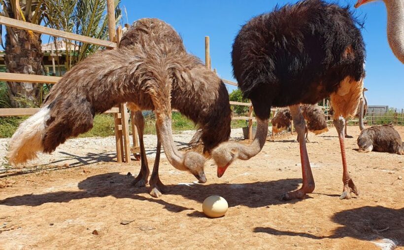 Mallorca: Artestruz - Ostrich Farm Ticket Entrance - The Farm’s Artisanal Products and Souvenirs