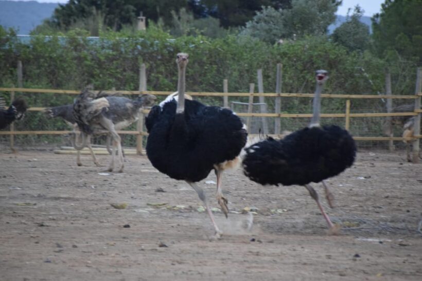 Mallorca: Artestruz - Ostrich Farm Ticket Entrance - Practical Details and Visit Tips