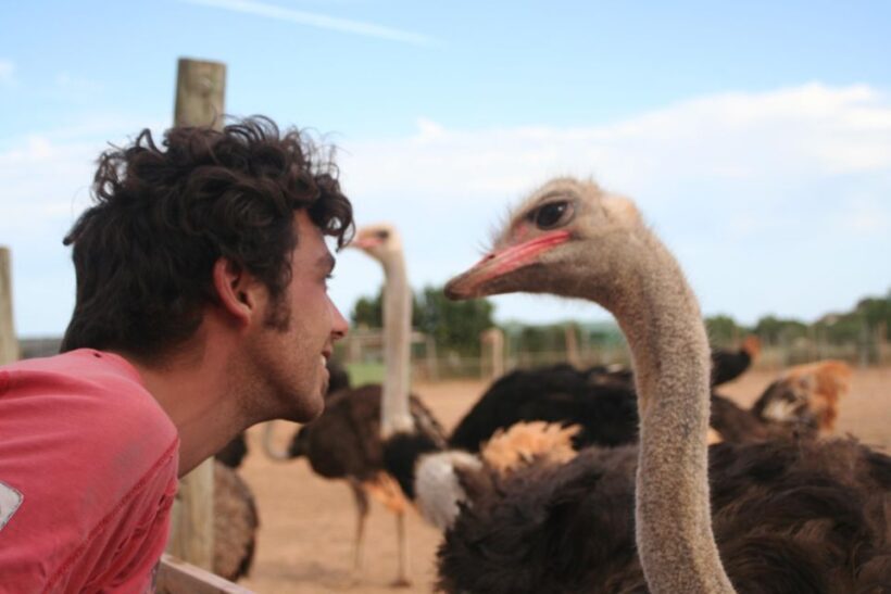 Mallorca: Artestruz - Ostrich Farm Ticket Entrance - What We Noticed from Reviews