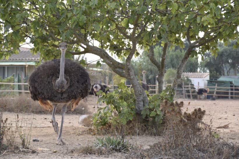 Mallorca: Artestruz - Ostrich Farm Ticket Entrance - FAQ About Mallorca’s Artestruz Ostrich Farm
