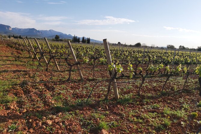 Mallorca Bodega & Olive Minibus Tour Incl. Pick-Up South Coast - Highlights of the Tour