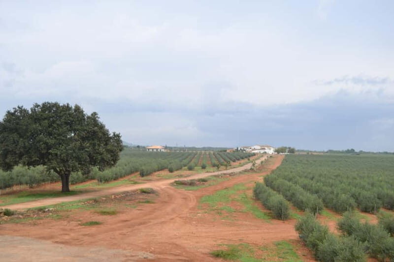 Mallorca: Bodega & Olives Minibustour with tastings GERMAN - Key Points