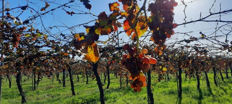 Mallorca: Bodega & Olives Minibustour with tastings GERMAN - A Closer Look at the Tour Experience