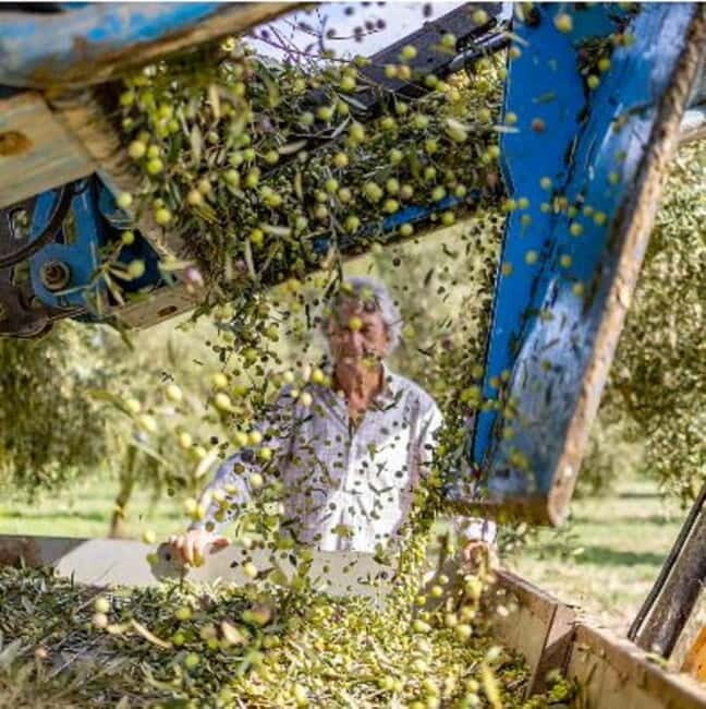 Mallorca: Bodega & Olives Minibustour with tastings GERMAN - Practical Considerations