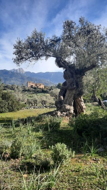 Mallorca: Cap & Cava - Minibus Tour to Formentor - GERMAN - FAQs
