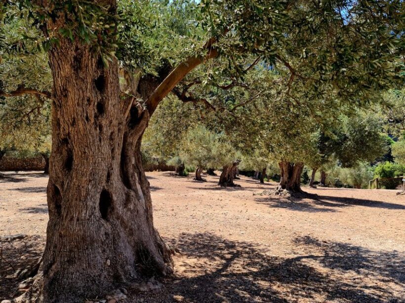 Mallorca: Day Trip to Hidden Gems of Tramuntana with Lunch - Practical Details and Value