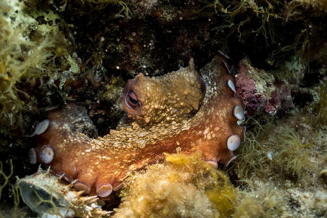 Mallorca: Discover Scuba Diving From the Beach - Included Equipment and Experience