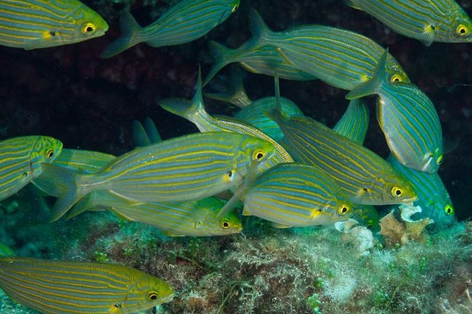 Mallorca: Discover Scuba Diving From the Beach - Instructor Qualifications and Clientele