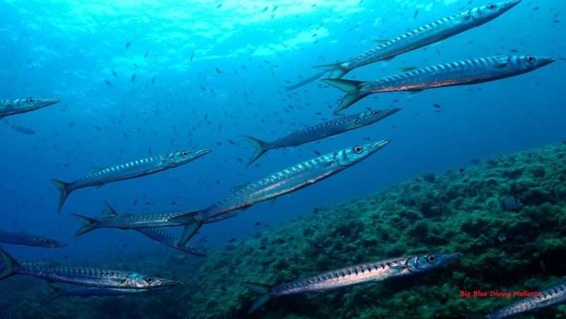 Mallorca: Discover Scuba Diving from the boat - Who Will Appreciate This Tour?