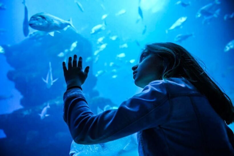 Mallorca: Dolphin Watching Cruise - The Practical Details: What You Need to Know