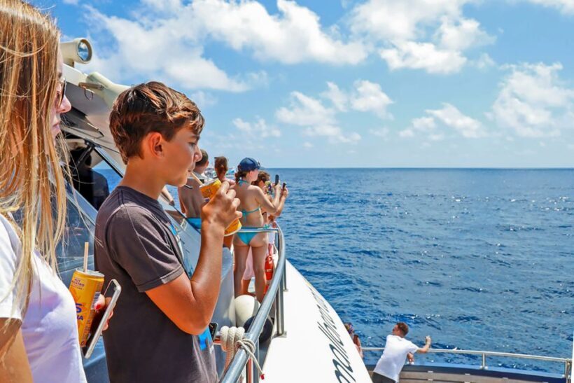 Mallorca: Dolphin Watching Cruise - The Sum Up: Is This Tour Worth It?