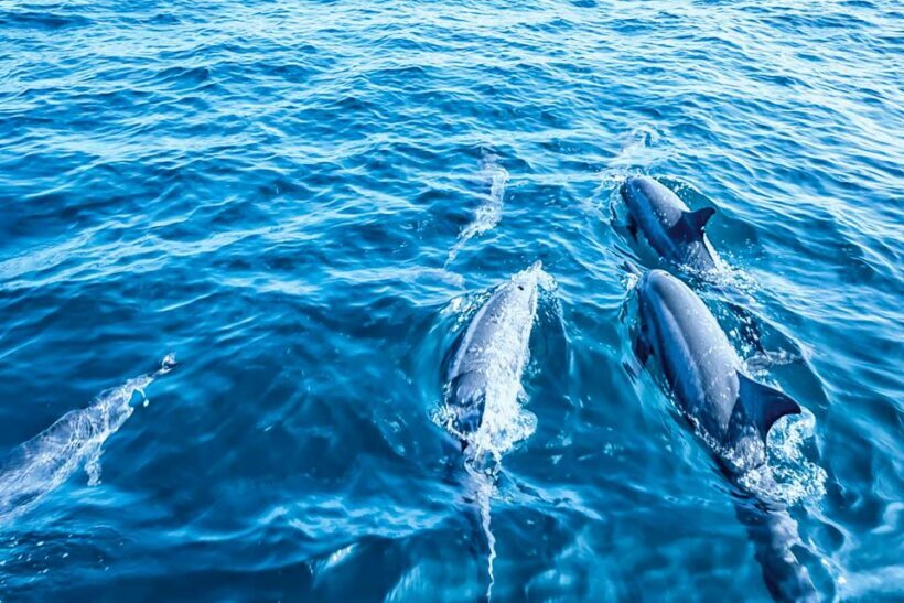 Mallorca: Dolphin Watching Cruise - FAQ